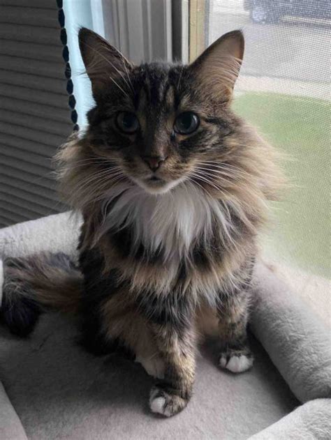 Long Haired Cats For Adoption Near You Cat Rehoming Experts