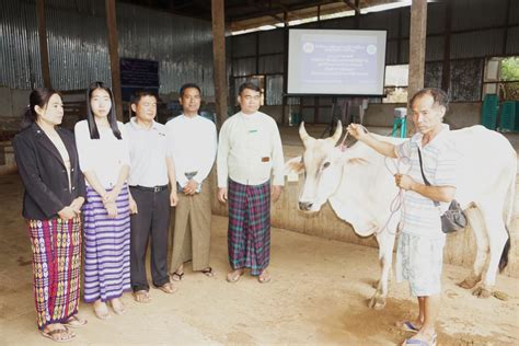 မွေးမြူရေးဘဏ်စနစ်ဖြင့် မွေးမြူရန် ကျောက်မဲမြို့ရှိ တောင်သူများအား နွား