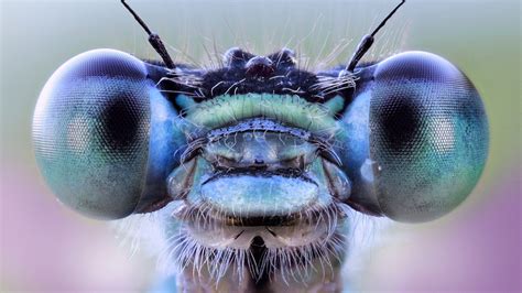 Insect Inspired Ai Vision Breakthrough In Microscopy My Global News Voices Of A New Era