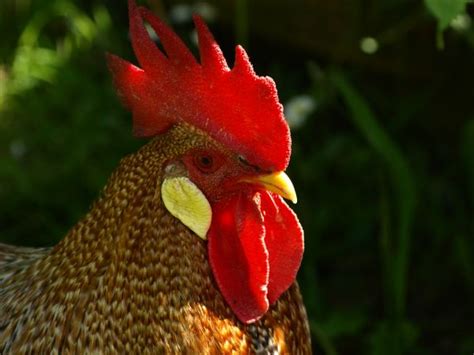 Free Images Bird Flower Red Beak Livestock Chicken Rooster Poultry Close Up