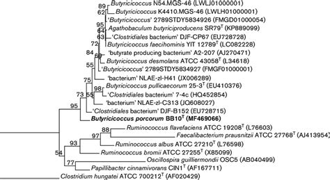 A Maximum Likelihood Tree Of Full Length 16s Rrna Gene Sequences From