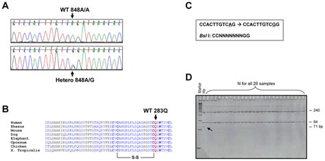 Genotypic analysis of the Exon of the human δ SG gene Fig A shows Download Scientific
