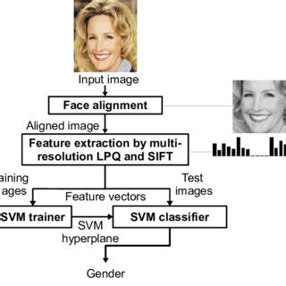 Gender Classification Framework By LPQ And SIFT Download Scientific Diagram