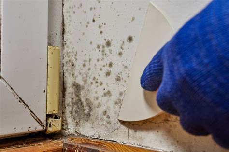 주걱을 가진 사람은 문 근처 구석의 벽에 있는 독성 곰팡이와 곰팡이 박테리아의 얼룩을 제거합니다 결로 습기의 개념 환기 문제 높은 습도 가정 생활에 대한 스톡 사진 및 기타
