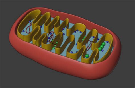 Mitochondria Model