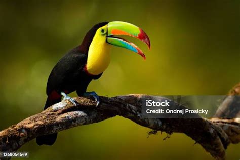 켈이 청구된 투칸 람파스토스 유황 과테말라 숲의 지점에 큰 지폐가 있는 새 중앙 아메리카에서 자연 여행 자연 서식지에서 아름다운 새 기후 묘사에 대한 스톡 사진 및 기타