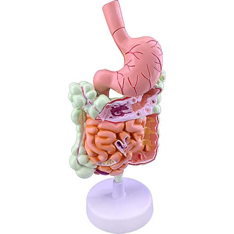 Buy Amhuui Human Digestive System Model Assembly Model Human Digestive