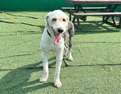 올드잉글리쉬쉽독봉구 강아지책임분양 컴투펫케어센터