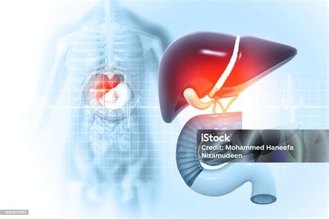 의학적 배경에 대한 간 췌장 및 담낭의 해부학 인간의 소화 시스템 3d 그림 인간의 창자에 대한 스톡 사진 및 기타 이미지 인간의 창자 창자 추상적인 Istock