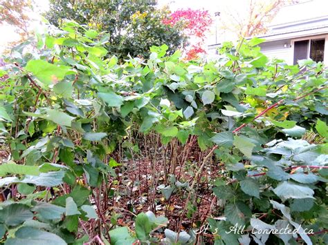 It S All Connected Some Serious Pruning In The Raspberry Patch
