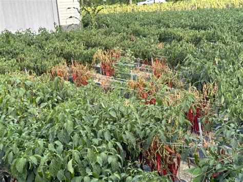 안동시농업기술센터 장마철 고추 병해충 발생 주의 당부 Nsp통신