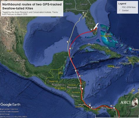 Swallow Tailed Kite Migration Northbound Routes Of Two Swallow Tailed