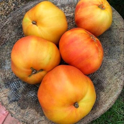 СЕРАФИМА Serafima матовий жовто рожевий біколор