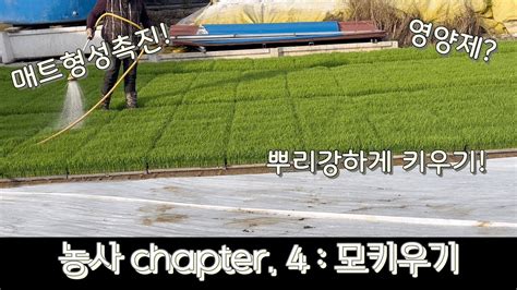 모판키우기 쌀 농사 Youtube