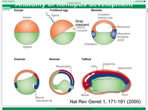 Developmental Biology Exam 2 Ch 11 Flashcards Quizlet