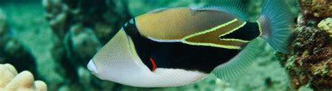 Hawaiis State Fish Humuhumunukunukuapuaa — Maui Snorkel Tours