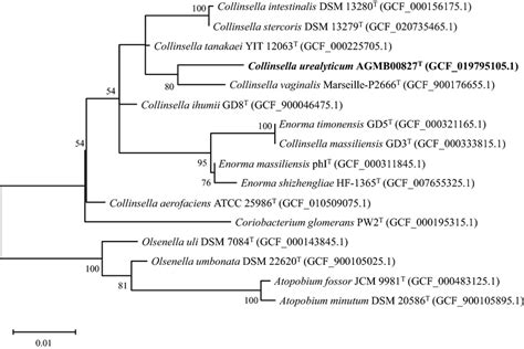 Whole Genome Based Phylogenetic Tree Reconstructed With Download Scientific Diagram