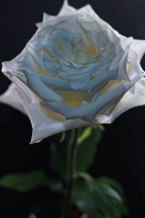 Белая роза на черном фоне