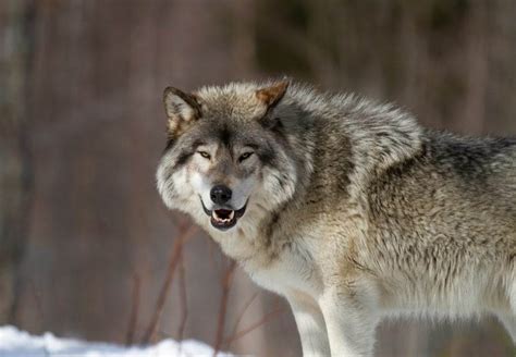 Canadian Timber Wolf Size