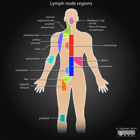 Lymph Nodes In The Groin Region