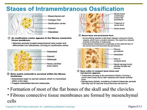 Intramembranous Ossification Steps