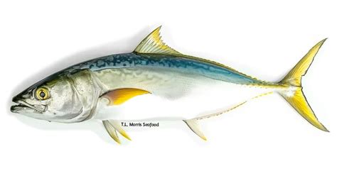 Yellowtail Tl Morris Seafood