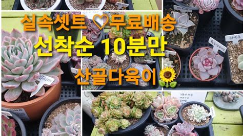 실속셋트♡무료배송 산골다육이 페리도트 라울금 메비나금 수연 독일샴페인 다육이택배 무료배송 Youtube