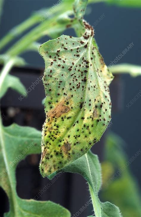 Plant Infected With Rust Fungus Stock Image C004 2824 Science Photo Library