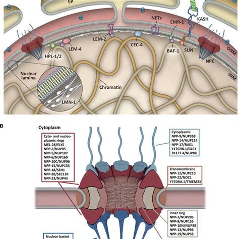 Linc Complexes Formed By Sun Domain Proteins Sun 1 Unc 84 In The Inm Download Scientific
