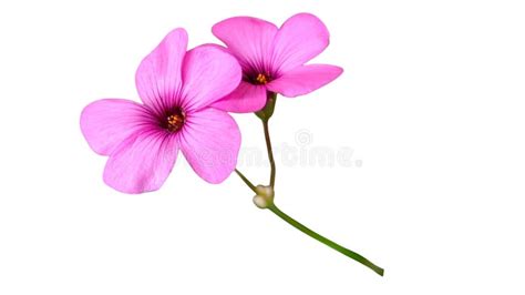 Pink Sorrel A Species Of Wood Sorrels Its Botanical Name Is Oxalis