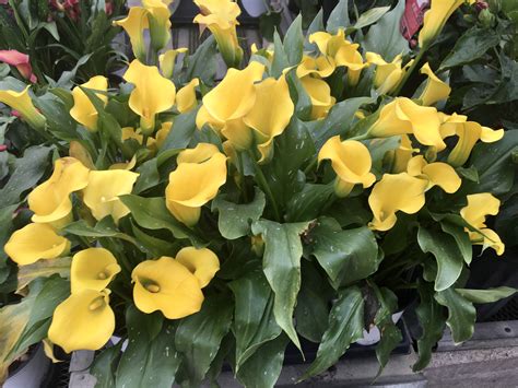 Calla Lilies From Mythology To Your Backyard