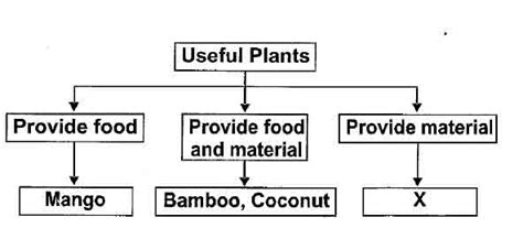 The Classification Table Given Here Shows How Some Plants Are Grouped According To Their