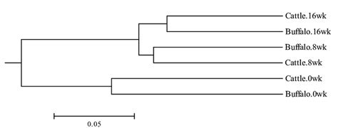 a dendrogram generated using the upgma unweighted pair group method