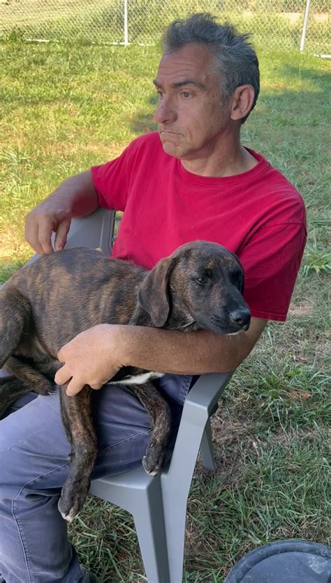 ‼️‼️‼️no Longer Available ‼️‼️‼️ Name Dawn Breed Rhodesian Ridgebackredbone Sex Female