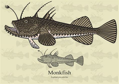 Monkfish Animal Pictures A Z Animals