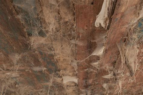 Premium Photo Low Angle Shot Of Spider Web On The Ceiling