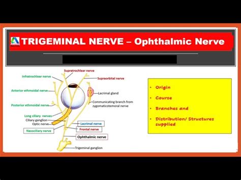 Ophthalmic Nerve Diagram Trigeminal Neuralgia Causes Ocular Surface