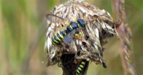 Wild And Wonderful It Turns Out Its Not A Hoverfly Mystery