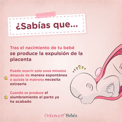 Esquema Partes De La Placenta