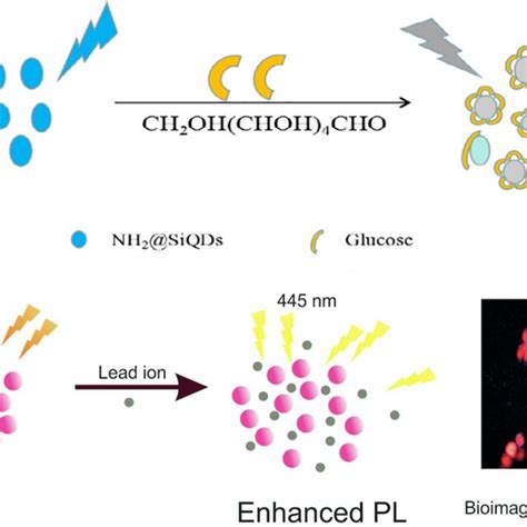 A Schematic Illustration Of The Free Enzyme Biosensor For Sensitive Download Scientific