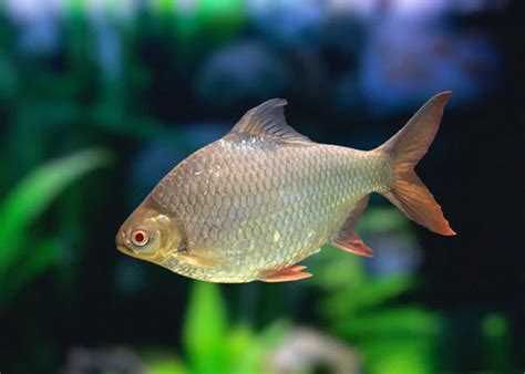 Albino Tinfoil Barb Care Guide Tank Size Water Parameters Diet