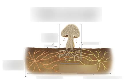 Bio 1620 Fungi Diagram 2 Diagram Quizlet