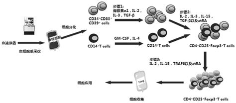 一种体外诱导造血干细胞向调节性t细胞分化的方法与流程 2
