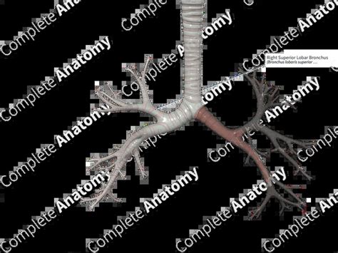 Right Superior Lobar Bronchus Complete Anatomy