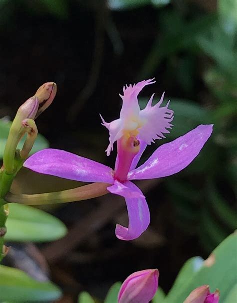 🍀 Crucifix Orchid Care 101 Water Light And Growing Tips