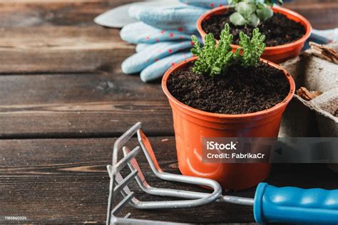 흰색 나무 배경에 다양한 집 식물 원예 장갑 화분 토양과 흙의 컬렉션입니다 포팅 하우스 식물 배경입니다 꽃 식물에 대한 스톡 사진 및 기타 이미지 Istock