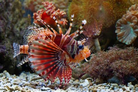 Fuzzy Dwarf Lionfish Tank Mates
