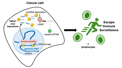 Cancer Immunotherapy Targeting Trex1 Has The Potential To Unleash The