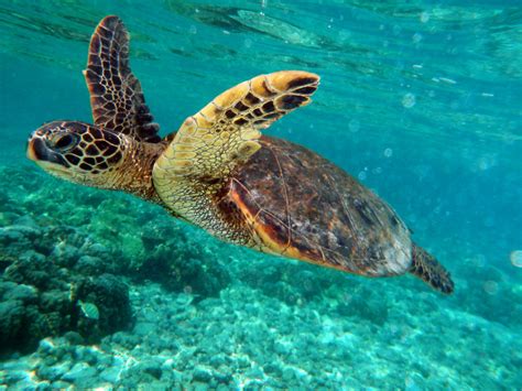 Swimming Turtle Turtles Have Webbed Feet And Live In Rivers Lakes Or