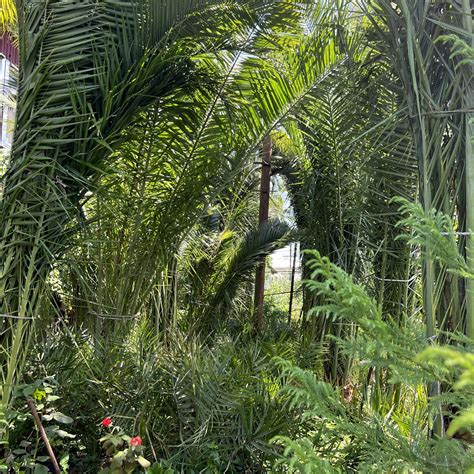 ფინიკის პალმები Batumi